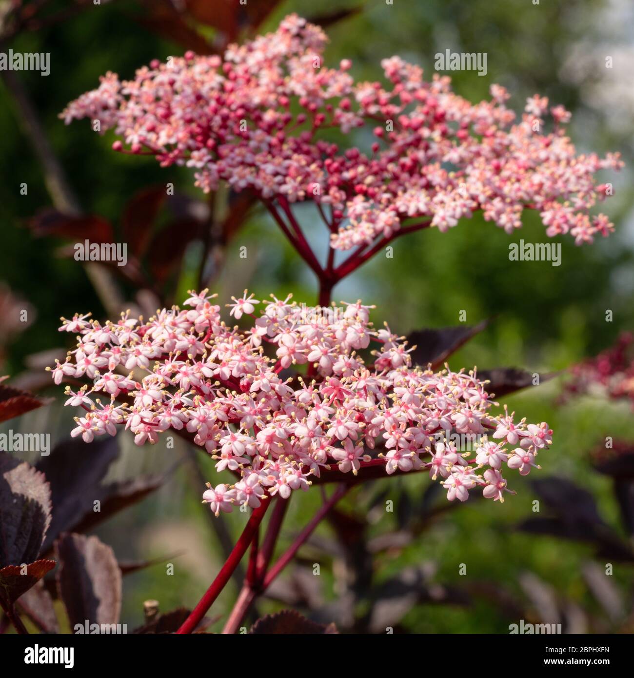 Black elder (Sambucus nigra), close up of the flower head Stock Photo ...