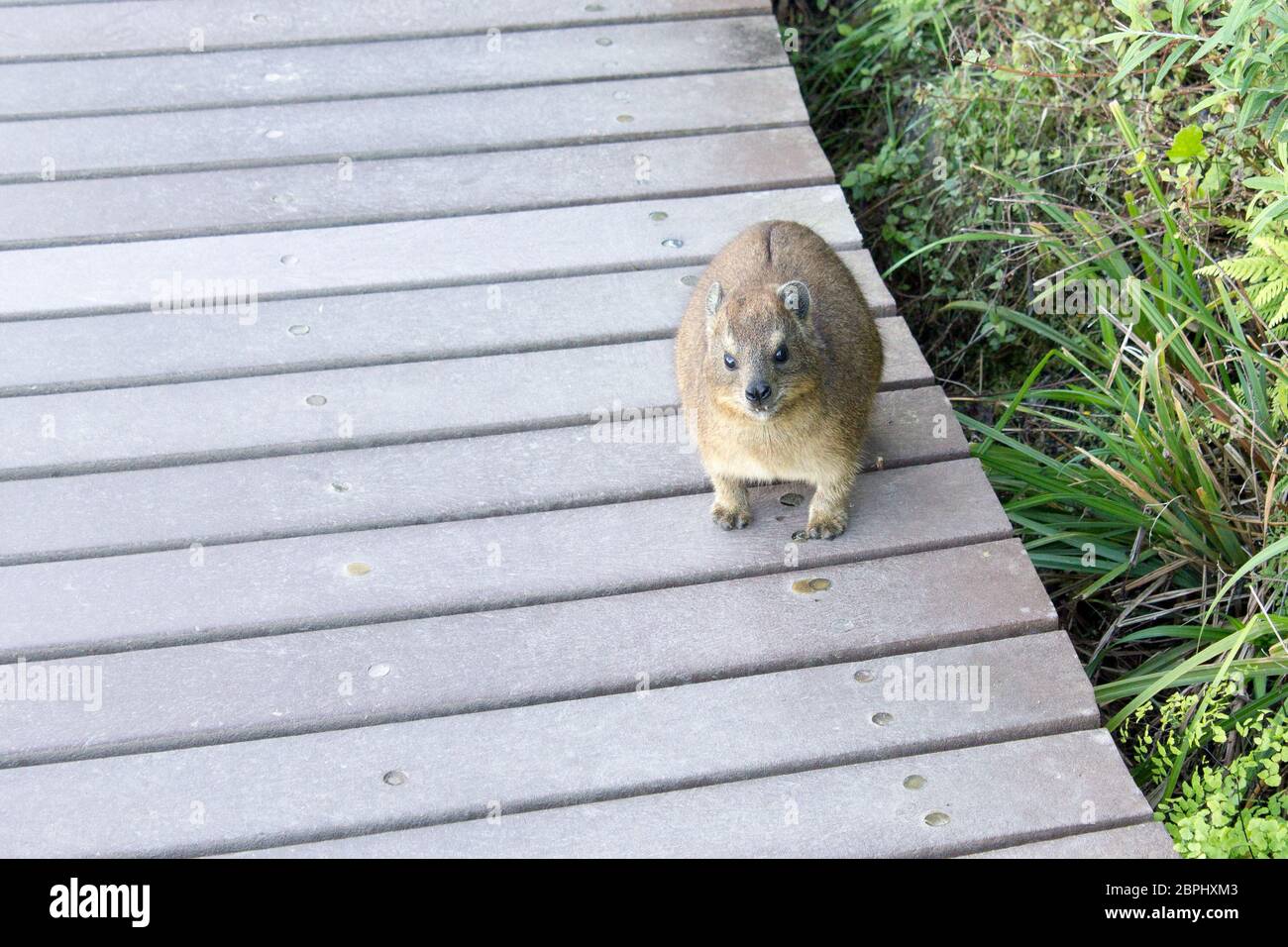 African rabbits hi-res stock photography and images - Alamy