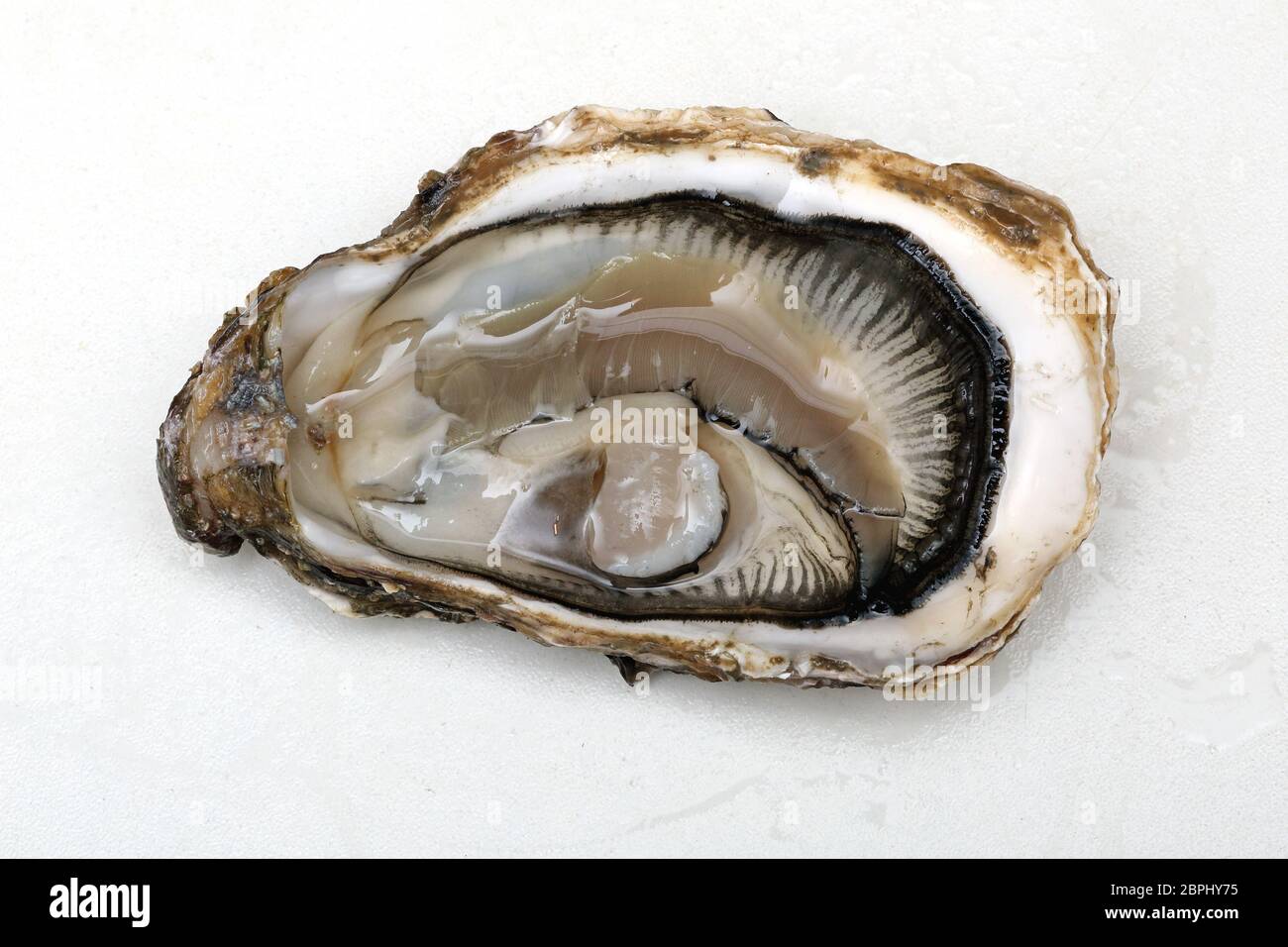 How to open an oyster hi-res stock photography and images - Alamy