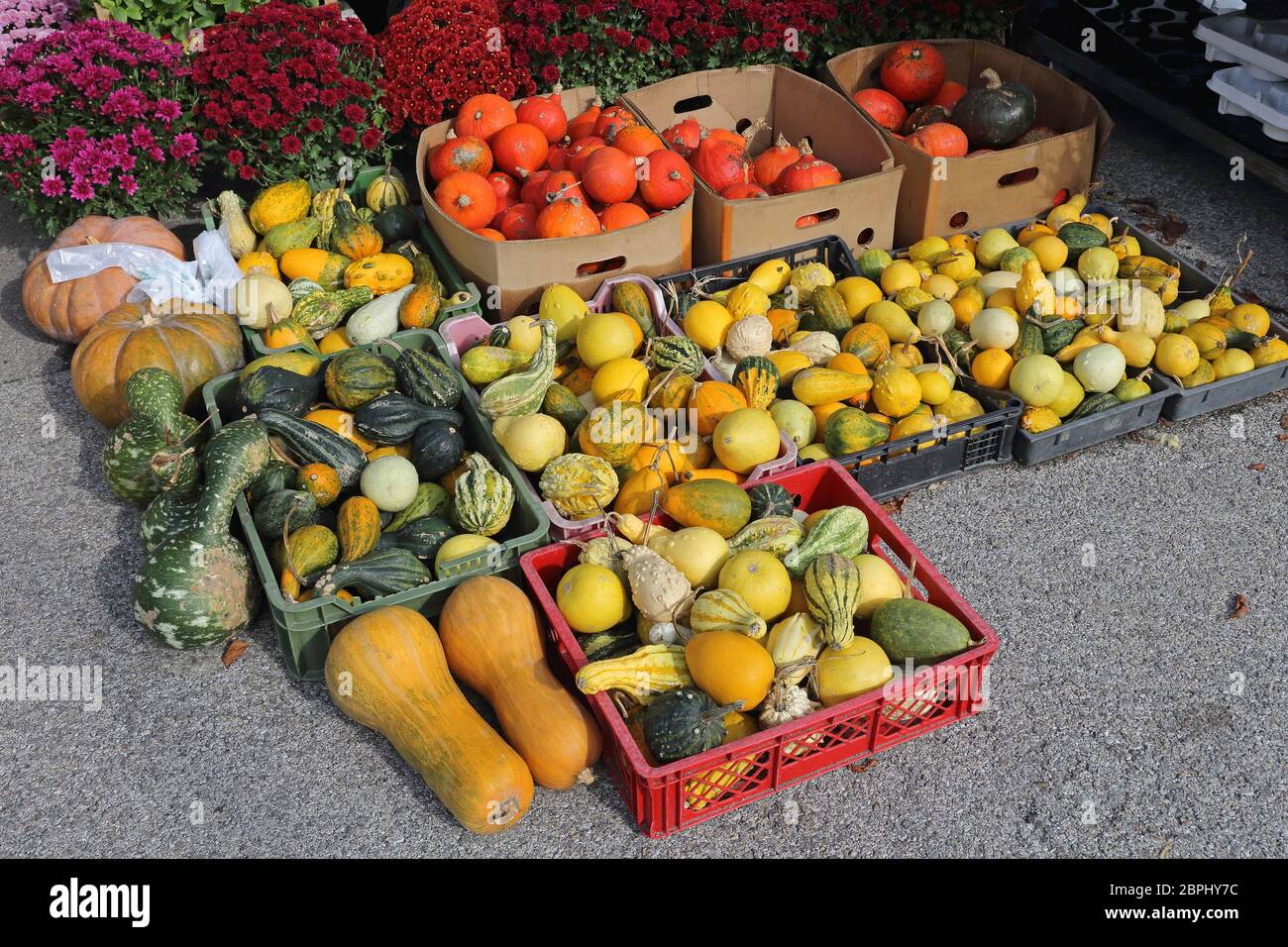 Pumpkins and Gourds Squash Decoration For Halloween Stock Photo - Alamy