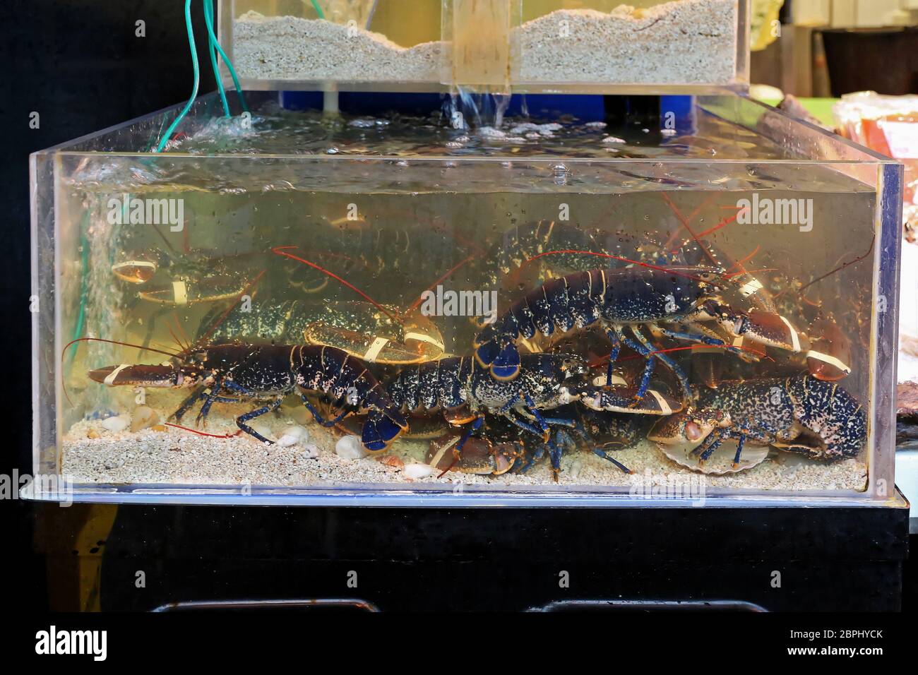 Live lobsters in tank hi-res stock photography and images - Alamy