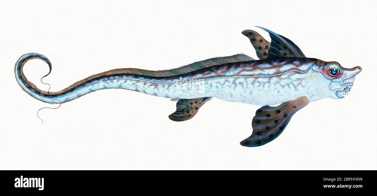 Deep Sea Fish Illustration High Resolution Stock Photography and Images ...