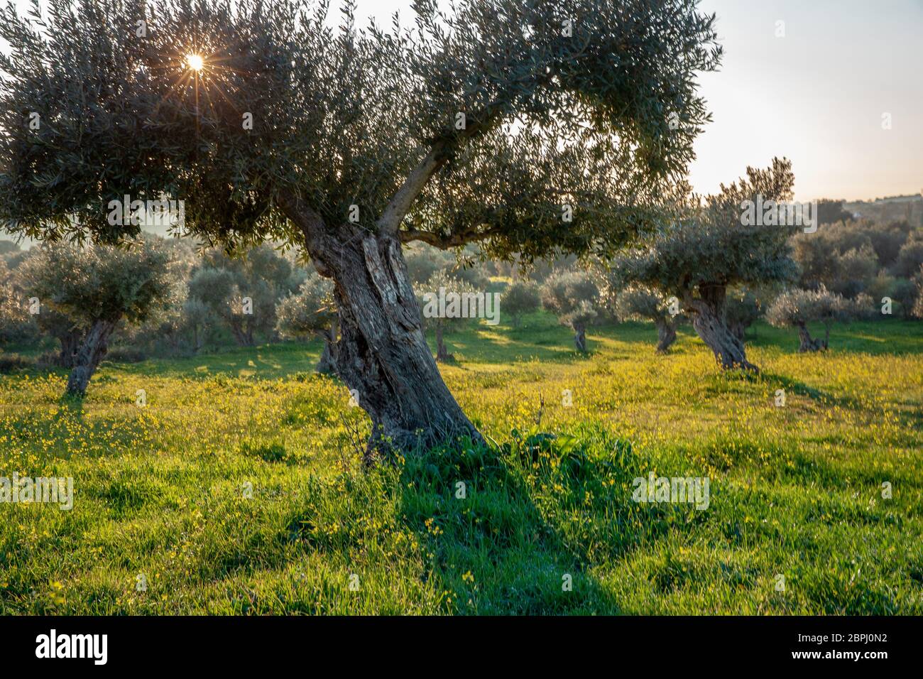old olive trees grove in bright morning sunlight Alentejo Landscape ...