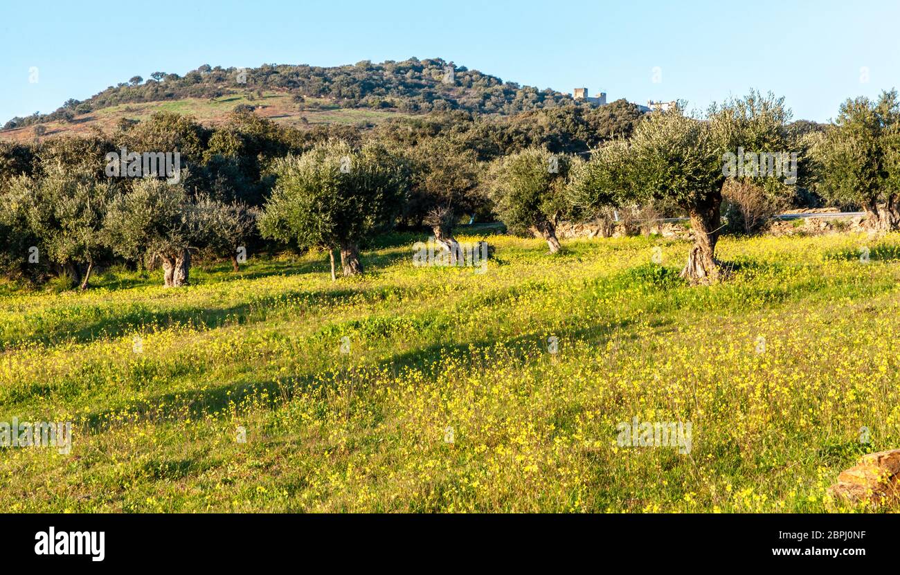 old olive trees grove in Flowery Landscape Alentejo Portugal Travel ...