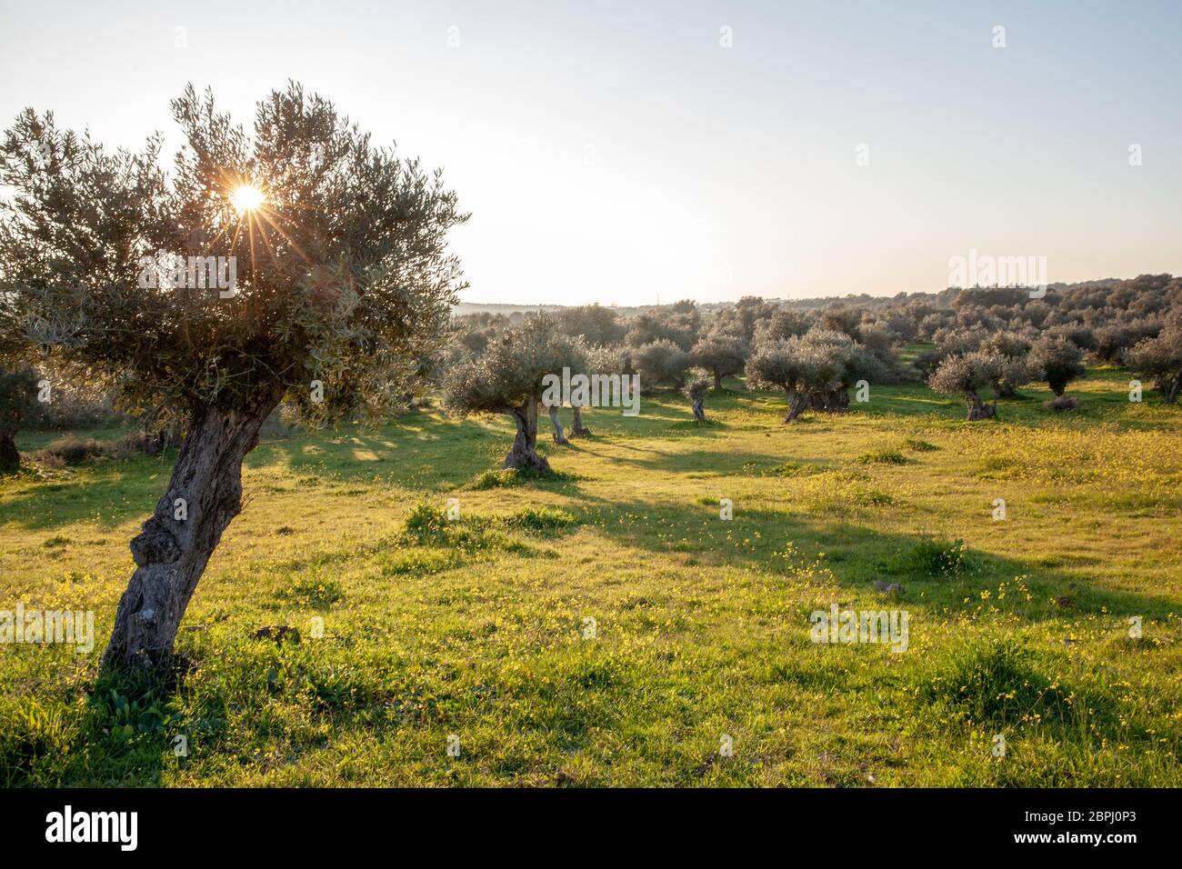 old olive trees grove in bright morning sunlight Alentejo Landscape ...