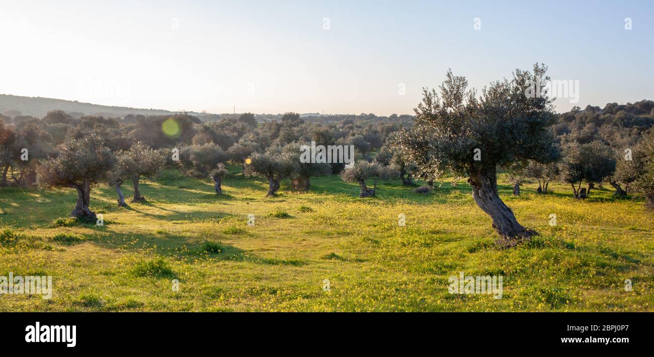 Olive Trees With Yellow Sky And Sun High Resolution Stock Photography ...