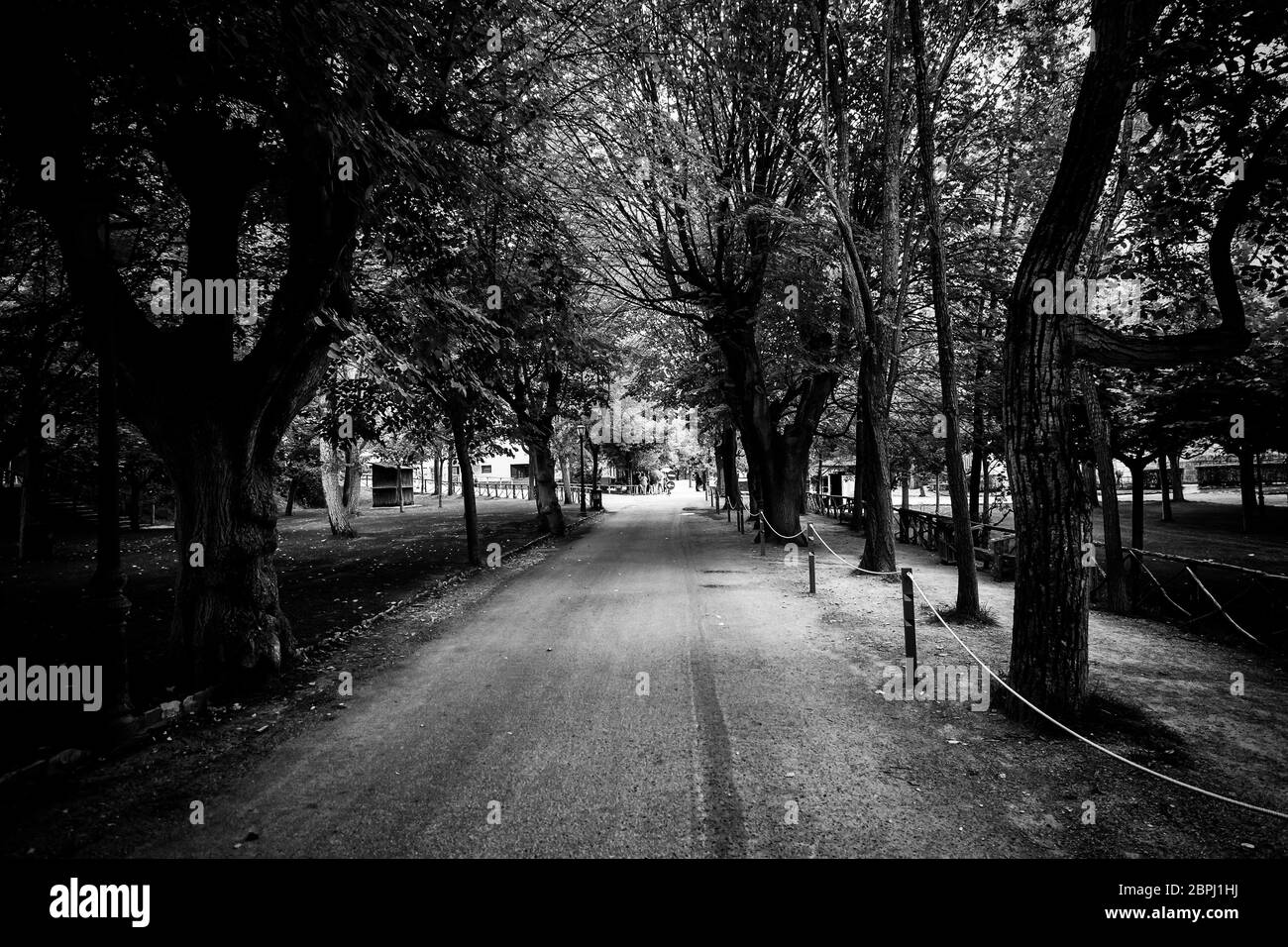 Trees on a walk through nature, natural park detail Stock Photo - Alamy