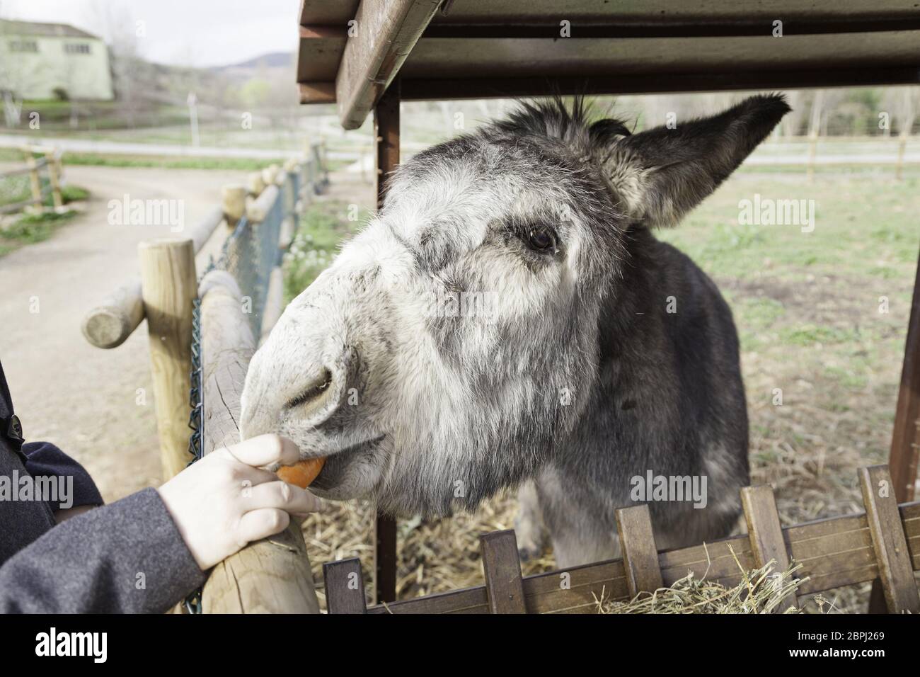 Donkeys eating mammals detail on a farm feeding, pets Stock Photo - Alamy