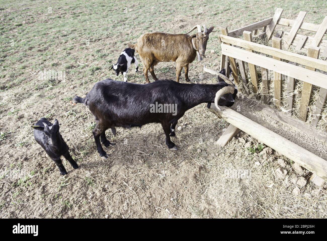 Goats on a farm eating mammals detail on a farm, rural wildlife Stock ...