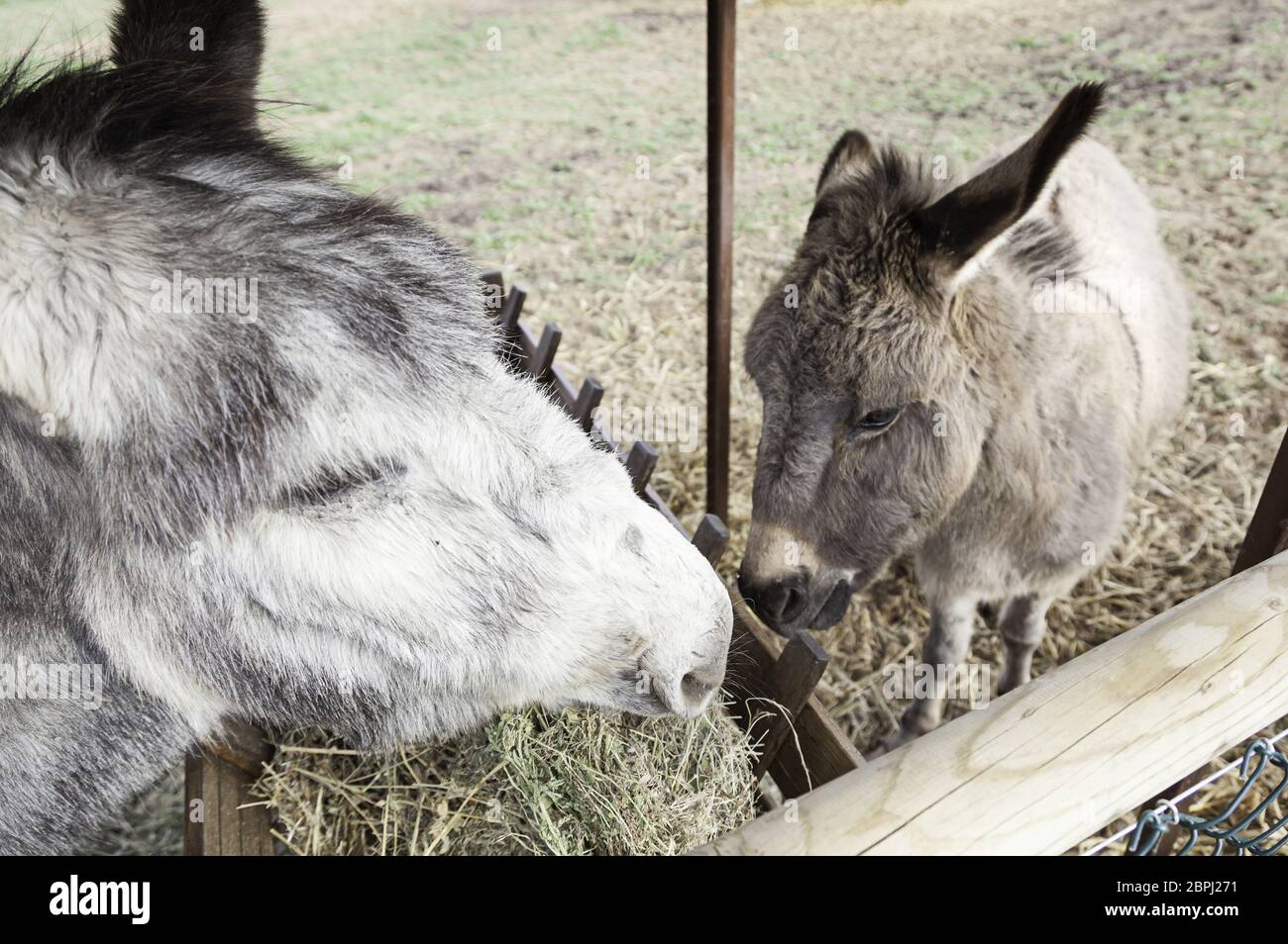 Donkeys eating mammals detail on a farm feeding, pets Stock Photo - Alamy