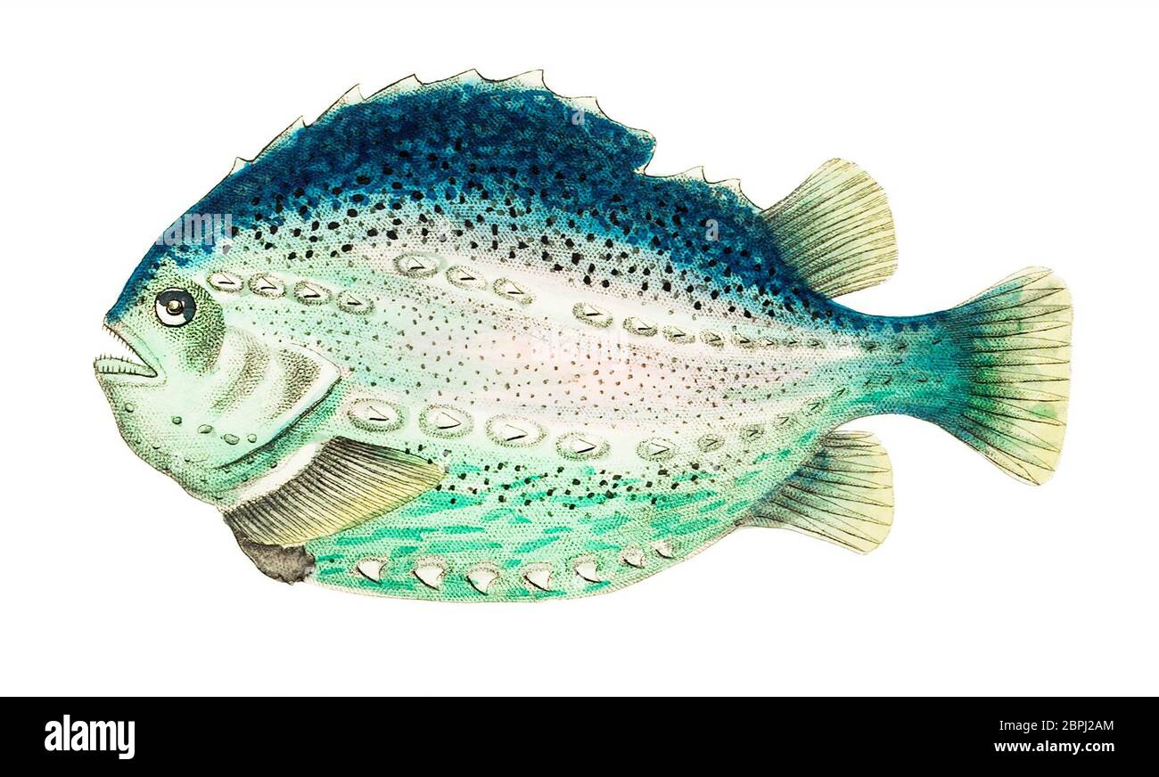 Blue green fish cartoon illustration Cut Out Stock Images & Pictures ...