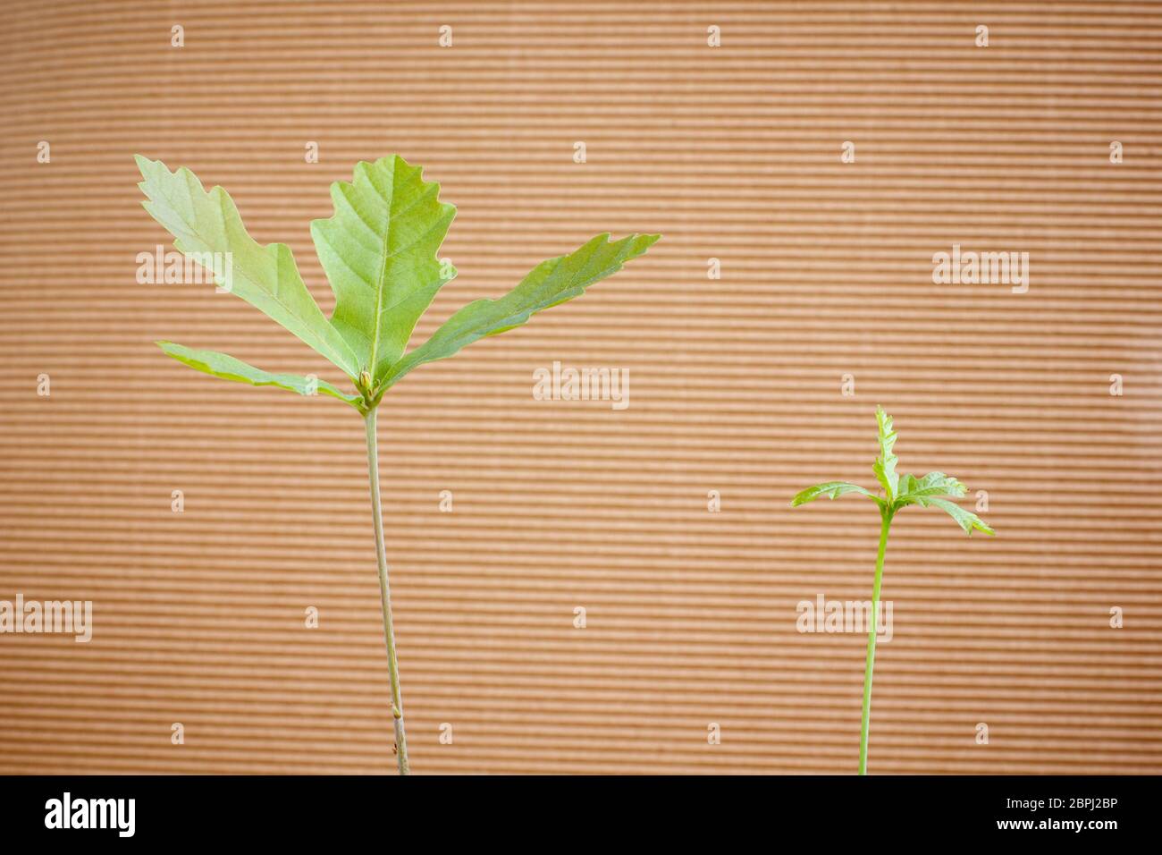 Young oak tree sprout in paper pot Stock Photo - Alamy