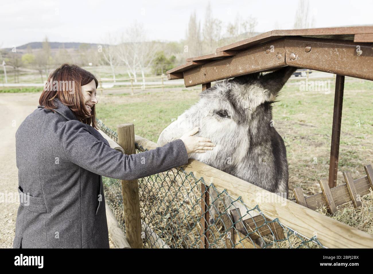 Donkey foal young mule animal farm field eat hi-res stock photography ...