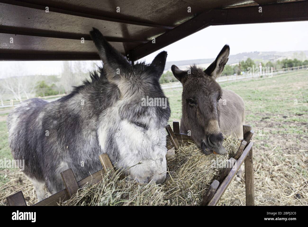 Donkeys eating mammals detail on a farm feeding, pets Stock Photo - Alamy