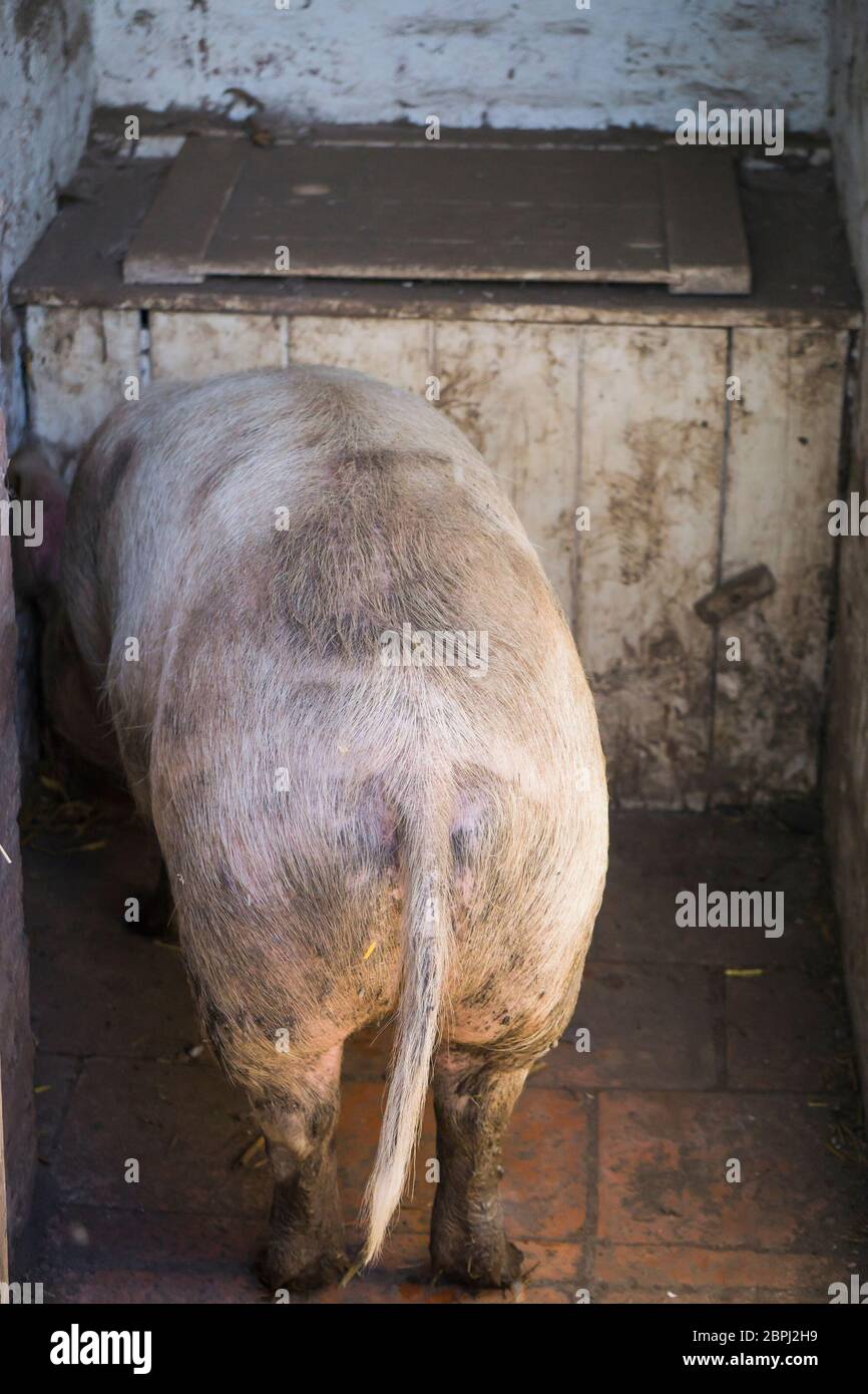Pig isolated uk hi-res stock photography and images - Alamy