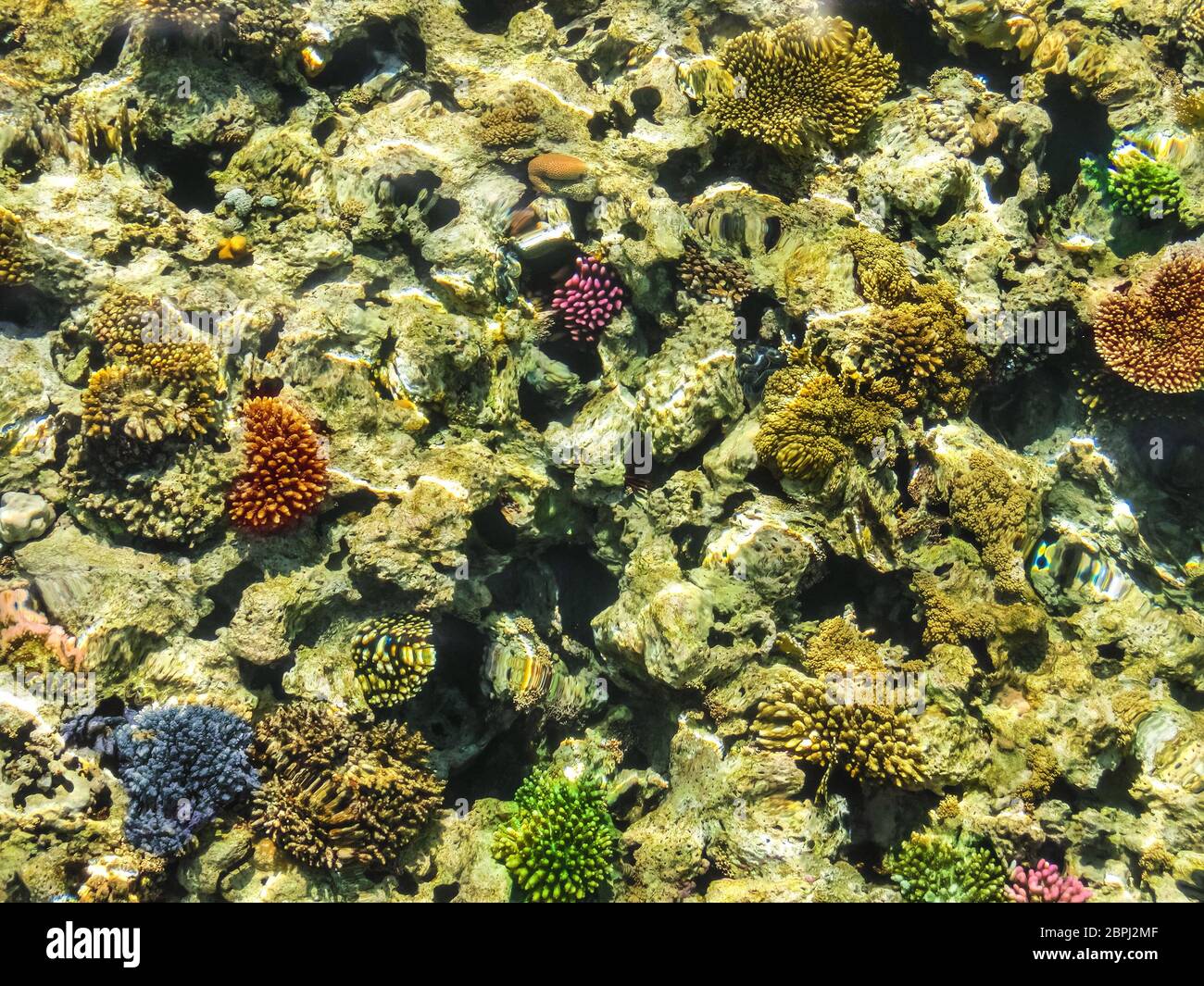 Wonderful and beautiful underwater world with corals. Top view Stock ...