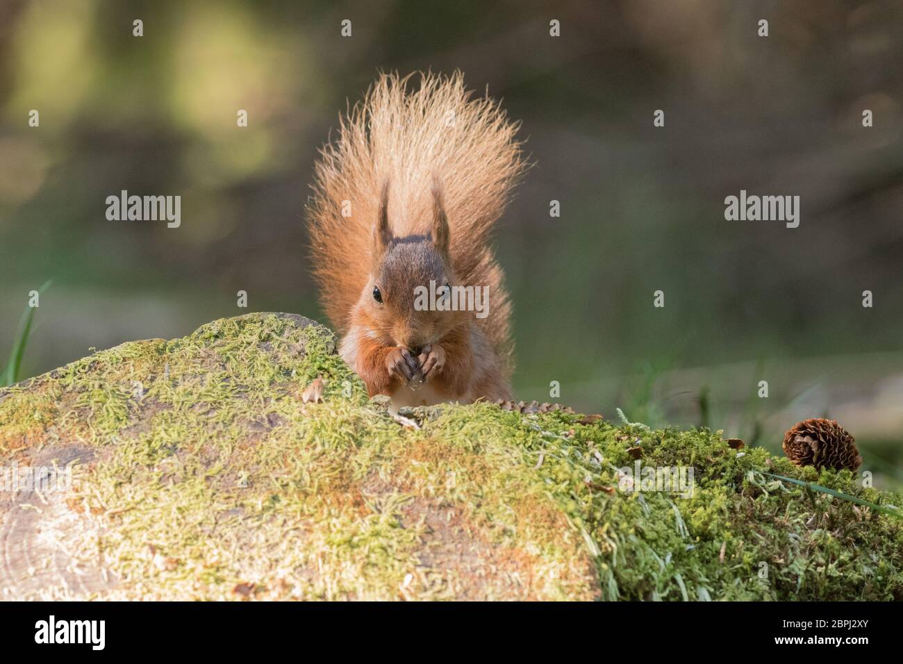 Red squirrels wensleydale hi-res stock photography and images - Alamy