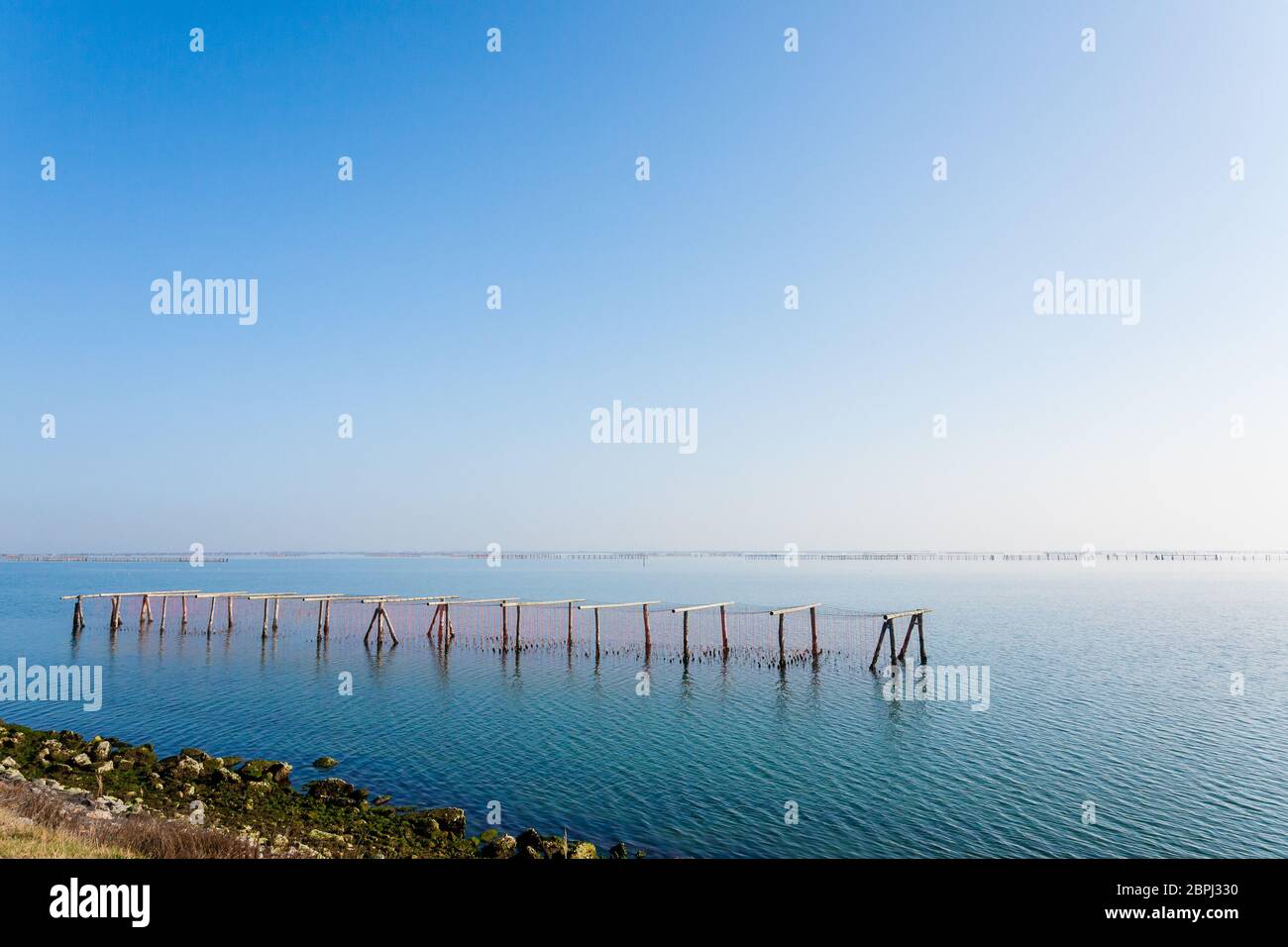 Shellfish farming from Po river lagoon, Italy. Scardovari beach ...