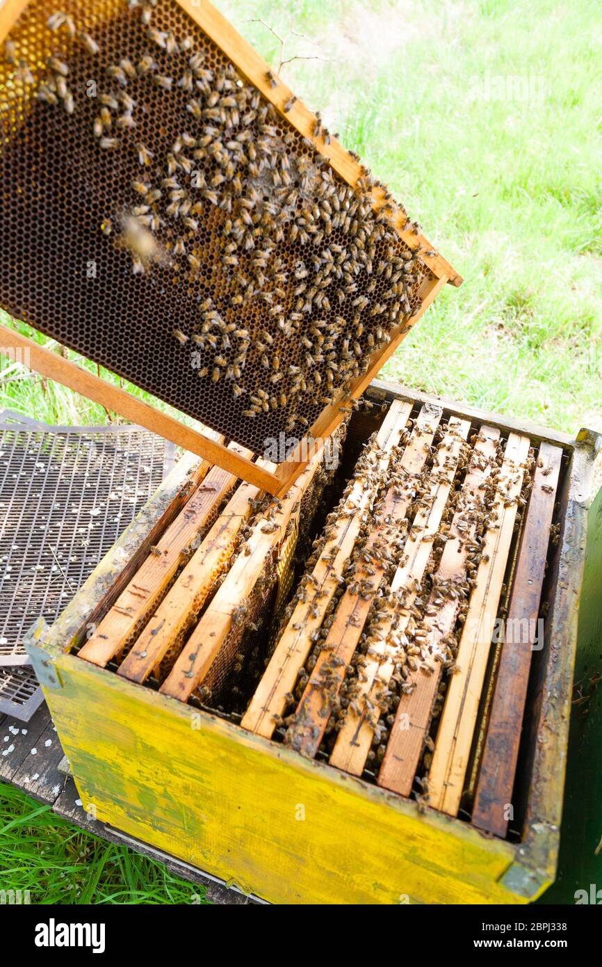 Open hive detail. Beekeeping, agriculture, rural life Stock Photo - Alamy