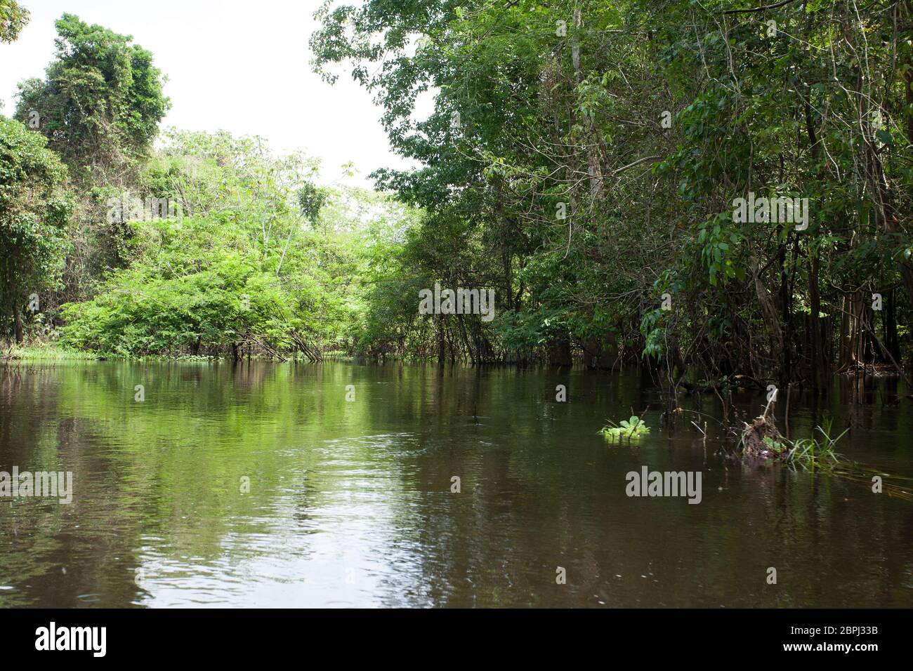 Panorama from Amazon rainforest, Brazilian wetland region. Navigable ...