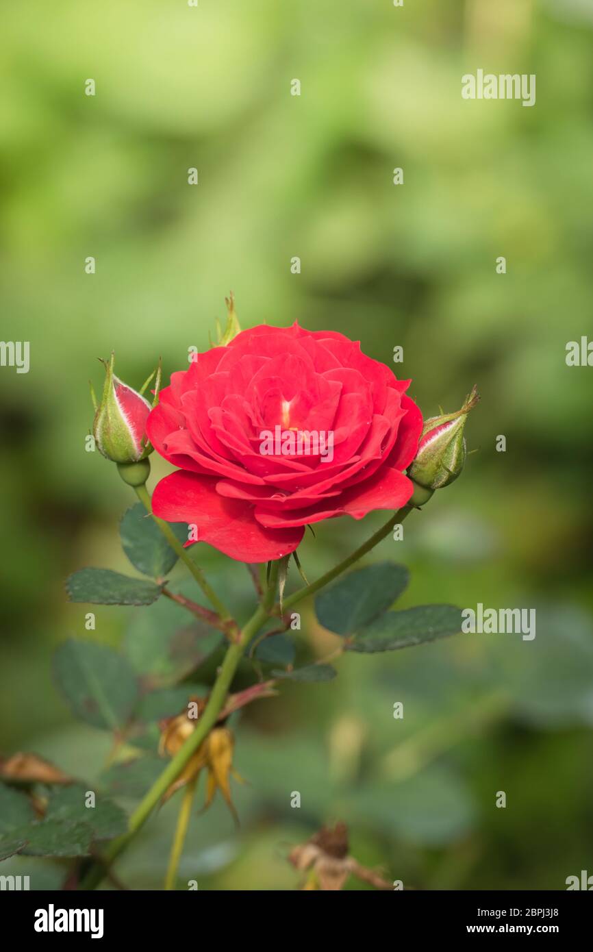 Roses in the garden, Roses are beautiful with a beautiful sunny day ...