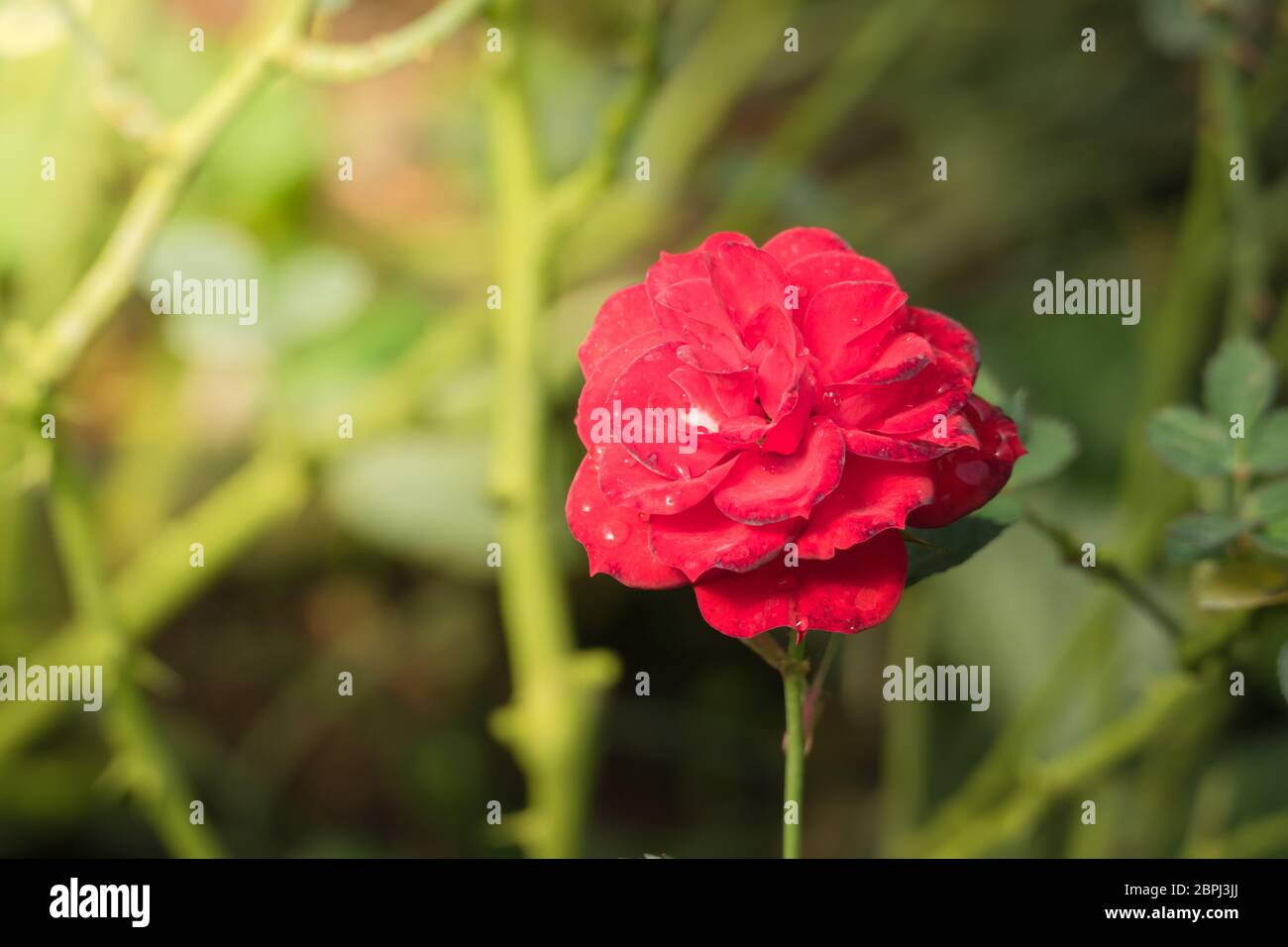 Roses in the garden, Roses are beautiful with a beautiful sunny day ...