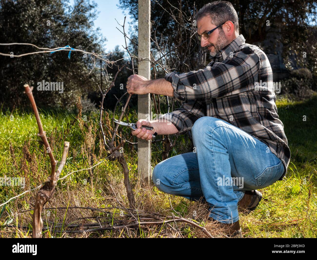 Caucasian wine grower at work engaged in pruning the vine with ...