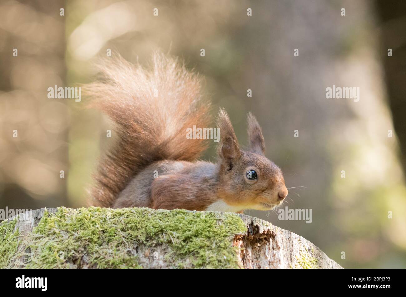 Red Squirrels Wensleydale High Resolution Stock Photography and Images ...