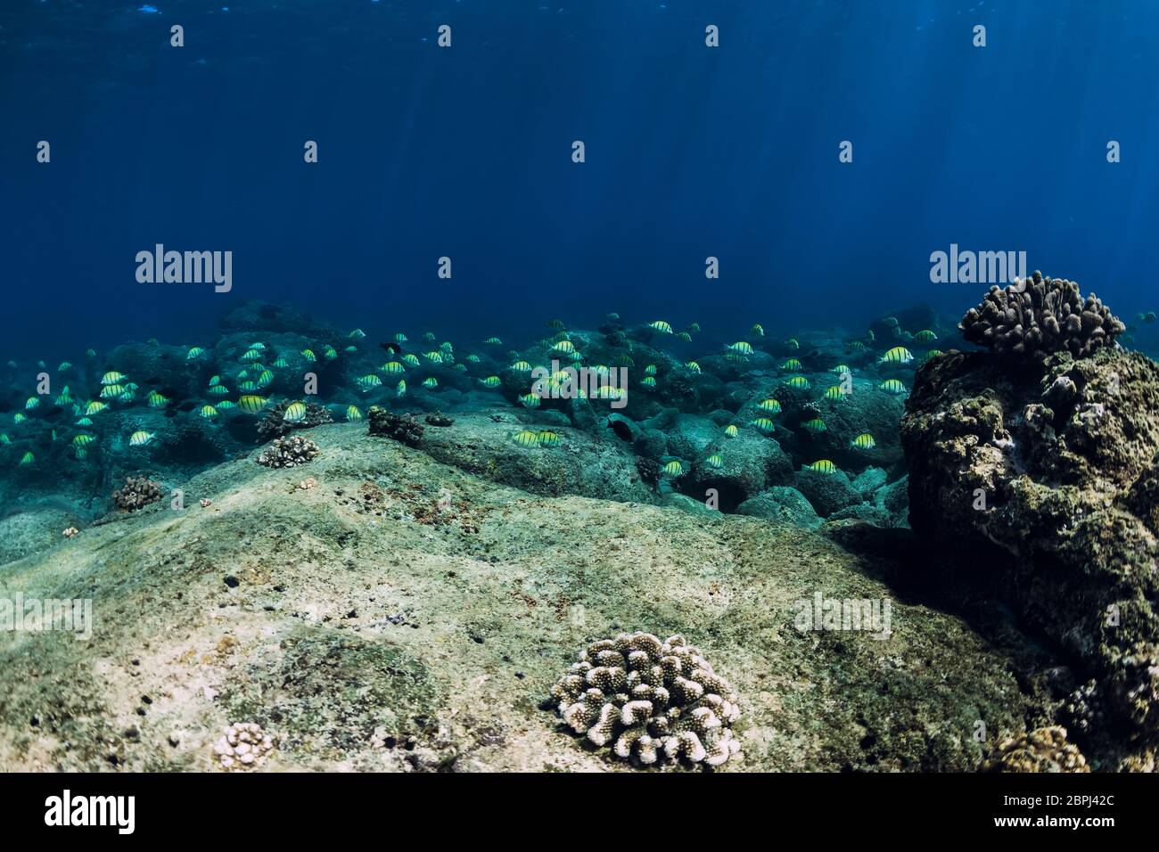 Underwater scene with stones, corals and fish in deep ocean Stock Photo ...