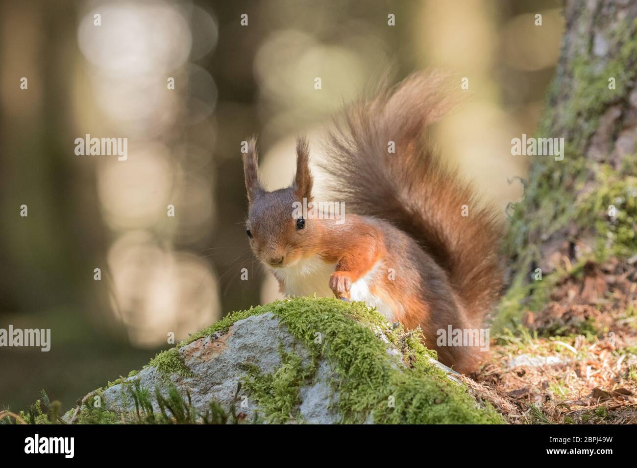 Red squirrel at Snaizeholme near Hawes, Yorkshire Dales Stock Photo - Alamy