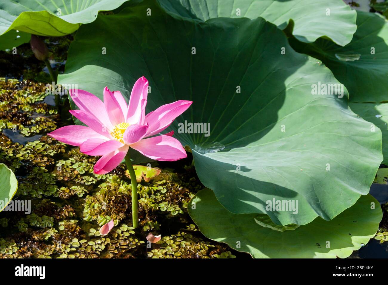Nelumbo nucifera nymphaea hi-res stock photography and images - Alamy