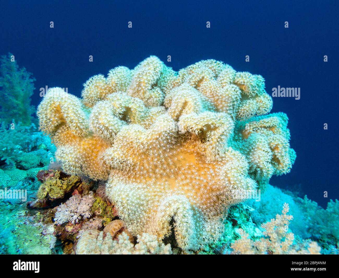 Coral reef with great yellow mushroom leather coral at the bottom of ...