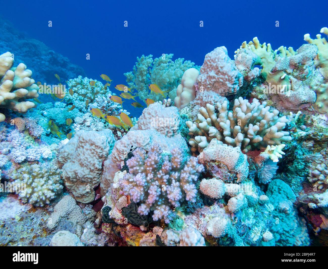 Colorful coral reef at the bottom of tropical sea, underwater landscape ...