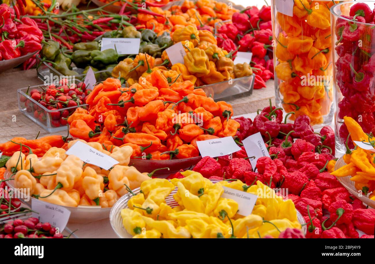 arrangement of various chili cultivars Stock Photo - Alamy