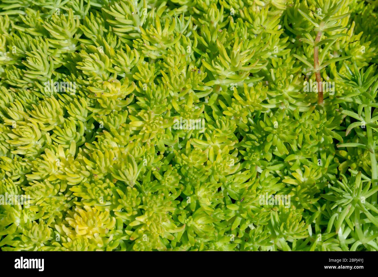 Stipes hi-res stock photography and images - Alamy