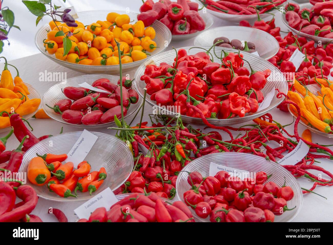 Various cultivars hi-res stock photography and images - Alamy