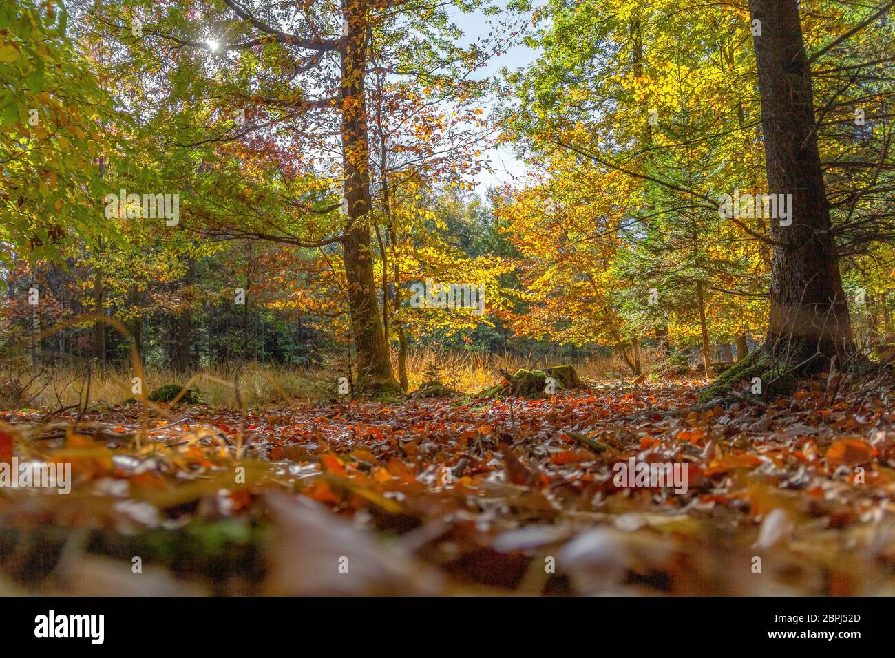 colorful idyllic low angle forest scenery at autumn time Stock Photo ...