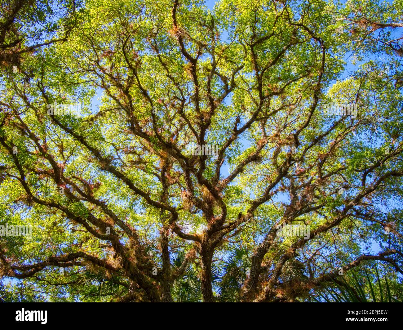Live Oak tree in Sleeping Turtles Preserve North in Venice Florida ...