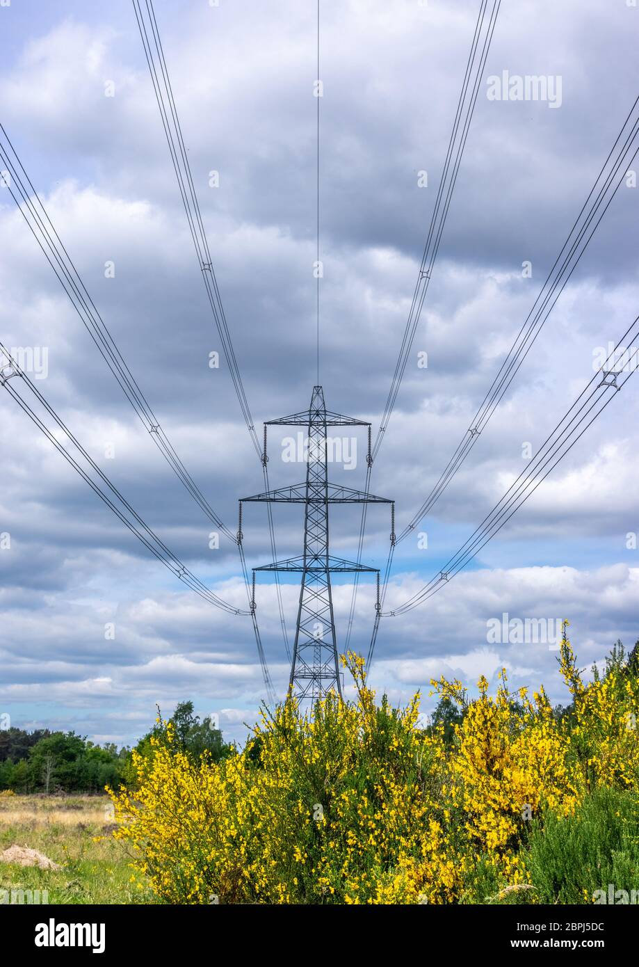 Tall electricity pylon in a rural farmland setting with yellow gorse in ...