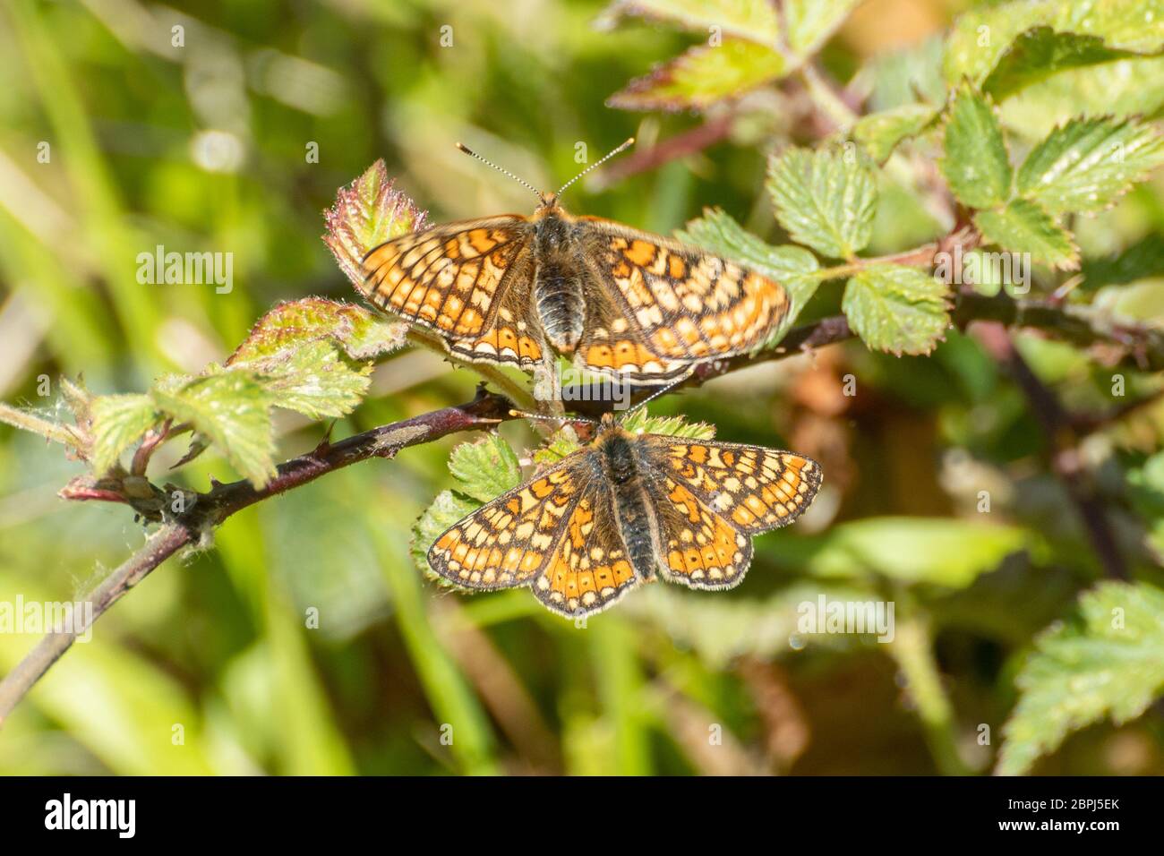 Marsh fritillary hi-res stock photography and images - Alamy