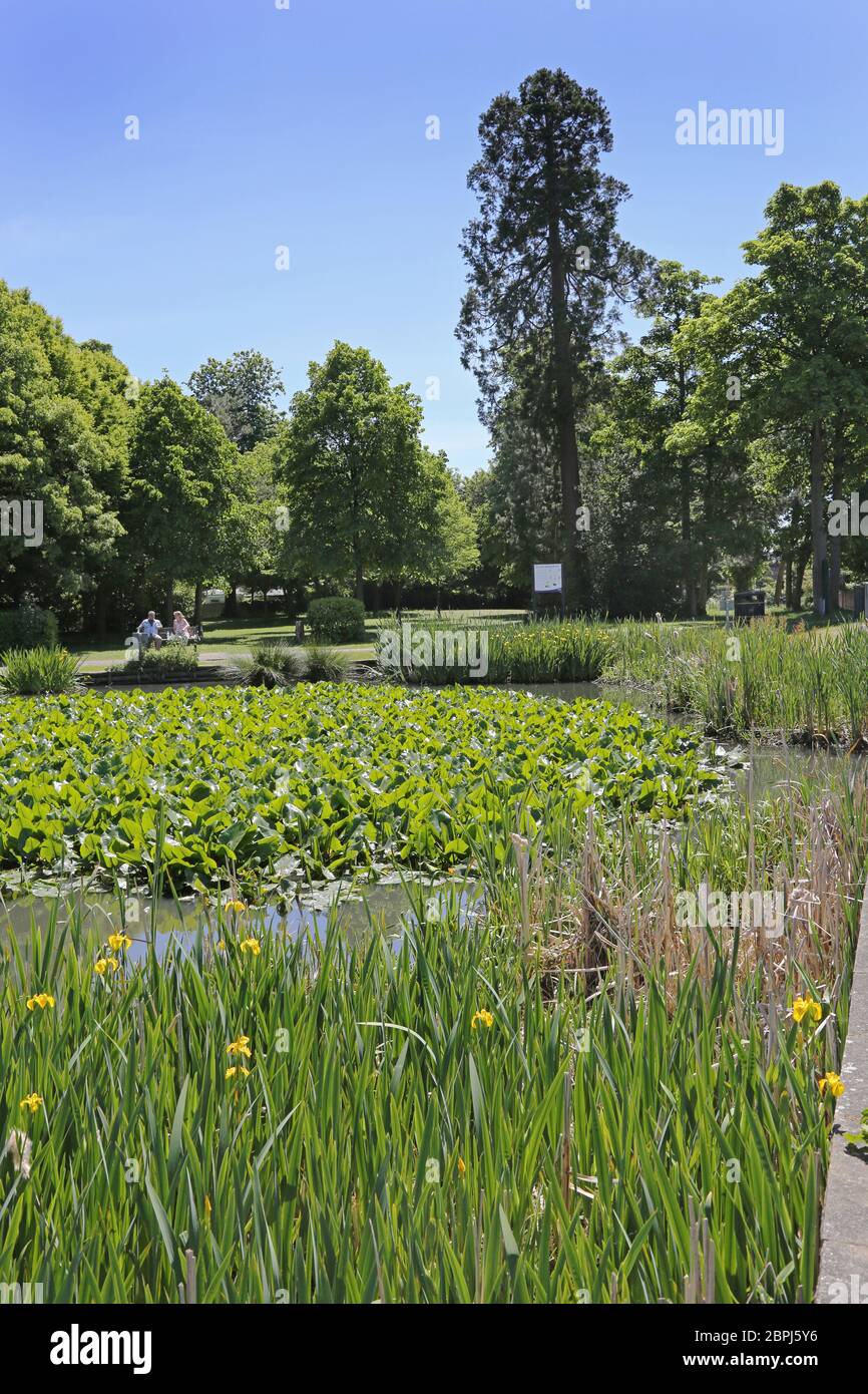 Pond grass hi-res stock photography and images - Alamy