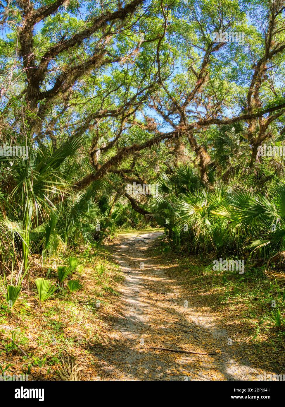 Walking path in Sleeping Turtles Preserve North in Venice Florida Stock ...