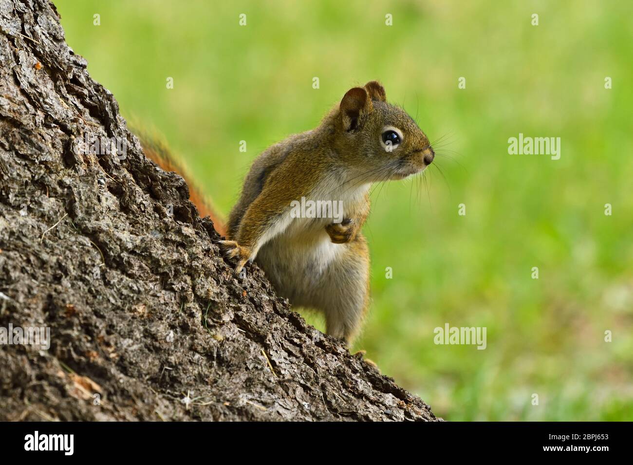 A young red squirrel "Tamiasciurus hudsonicus", standing on a spruce ...