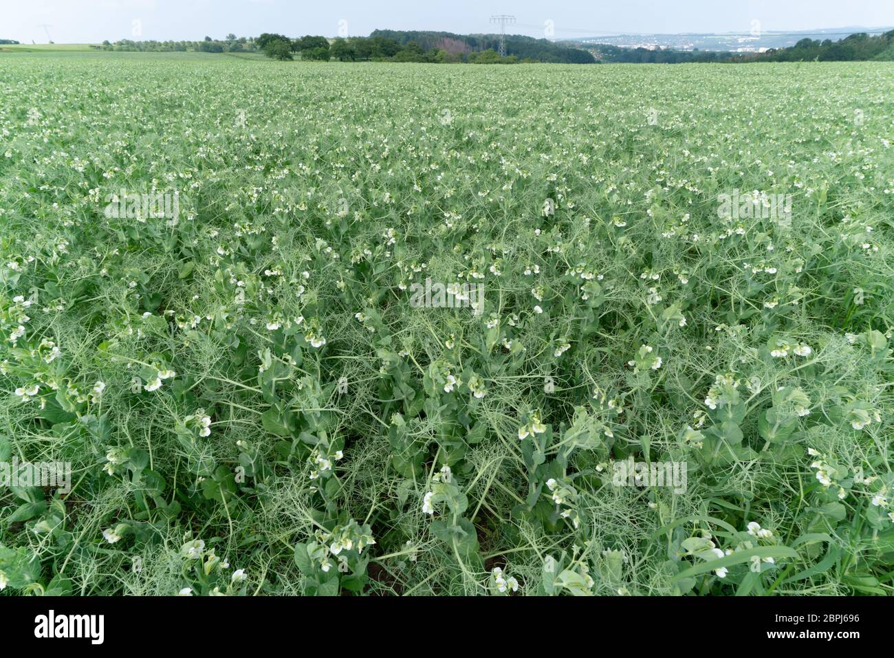 Green field of flowering peas Stock Photo - Alamy
