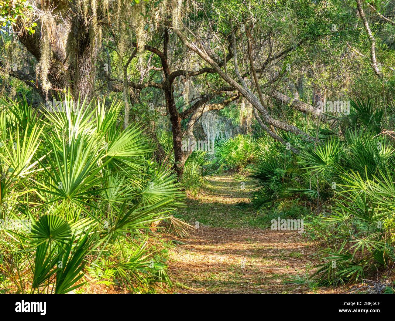 Jungle path hi-res stock photography and images - Alamy