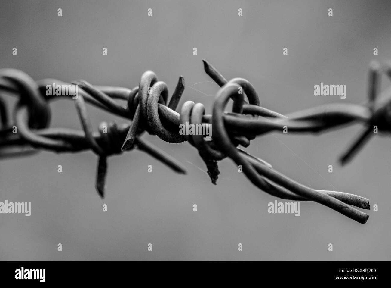 New barbed wire in monochrome Stock Photo - Alamy