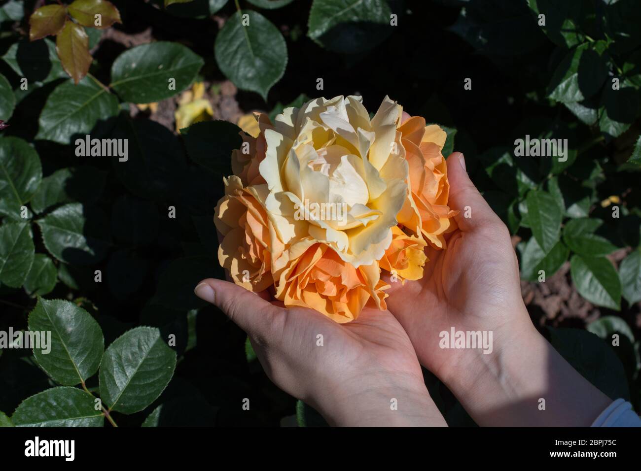 Beautiful fresh roses in hand Stock Photo - Alamy