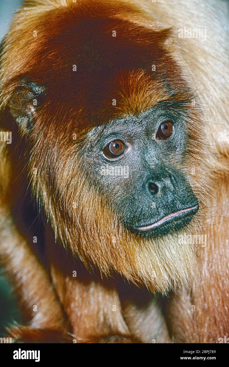 Female Red Howler Monkey, (Alouatta seniculus,) from Northern Colombia ...