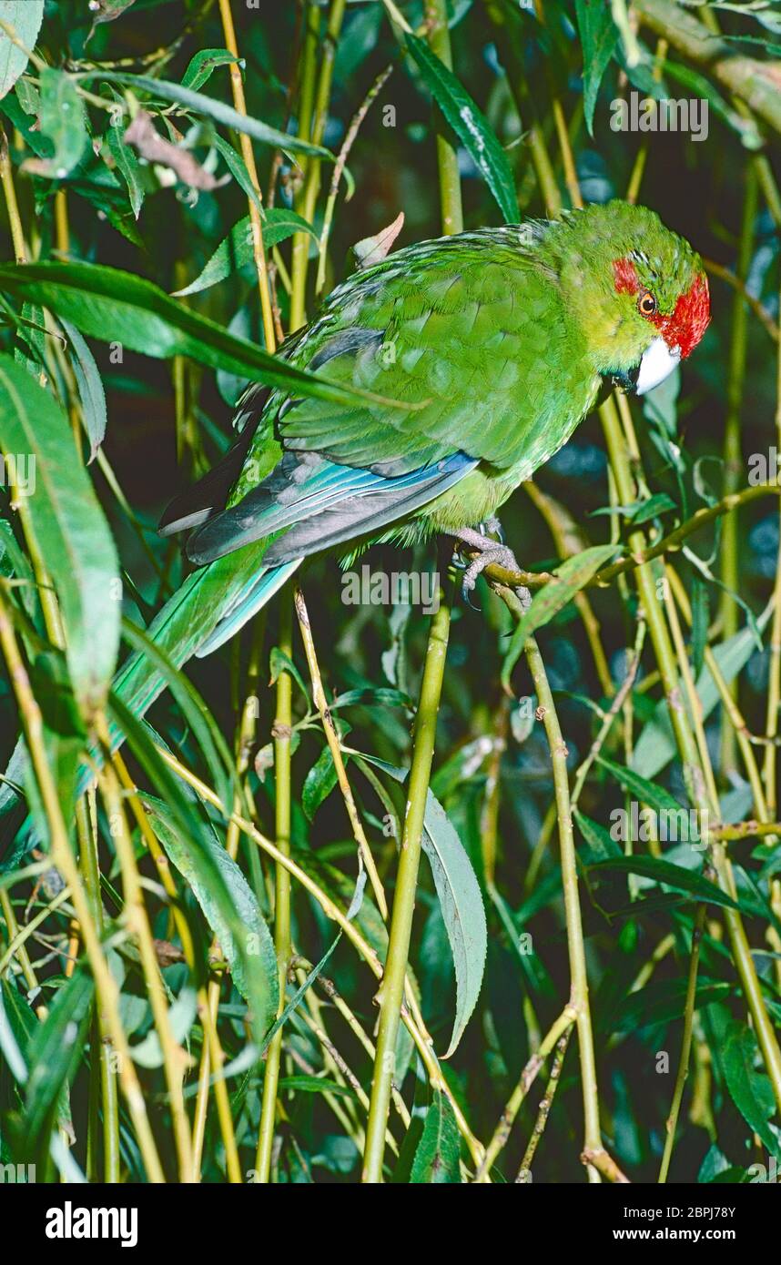 Red fronted kakariki parakeet hi-res stock photography and images - Alamy