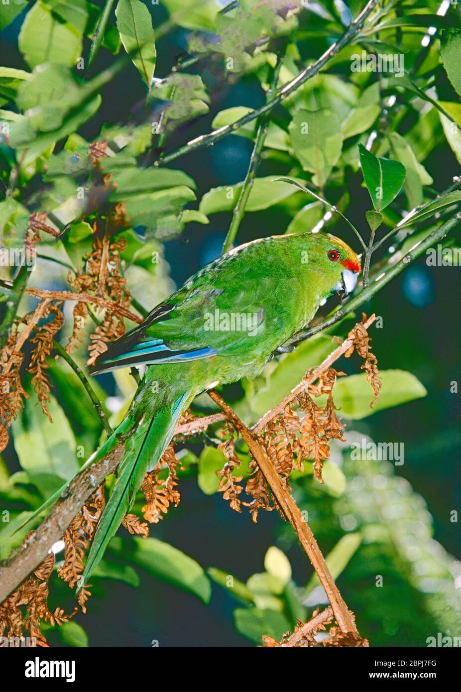 Cyanoramphus aurita hi-res stock photography and images - Alamy